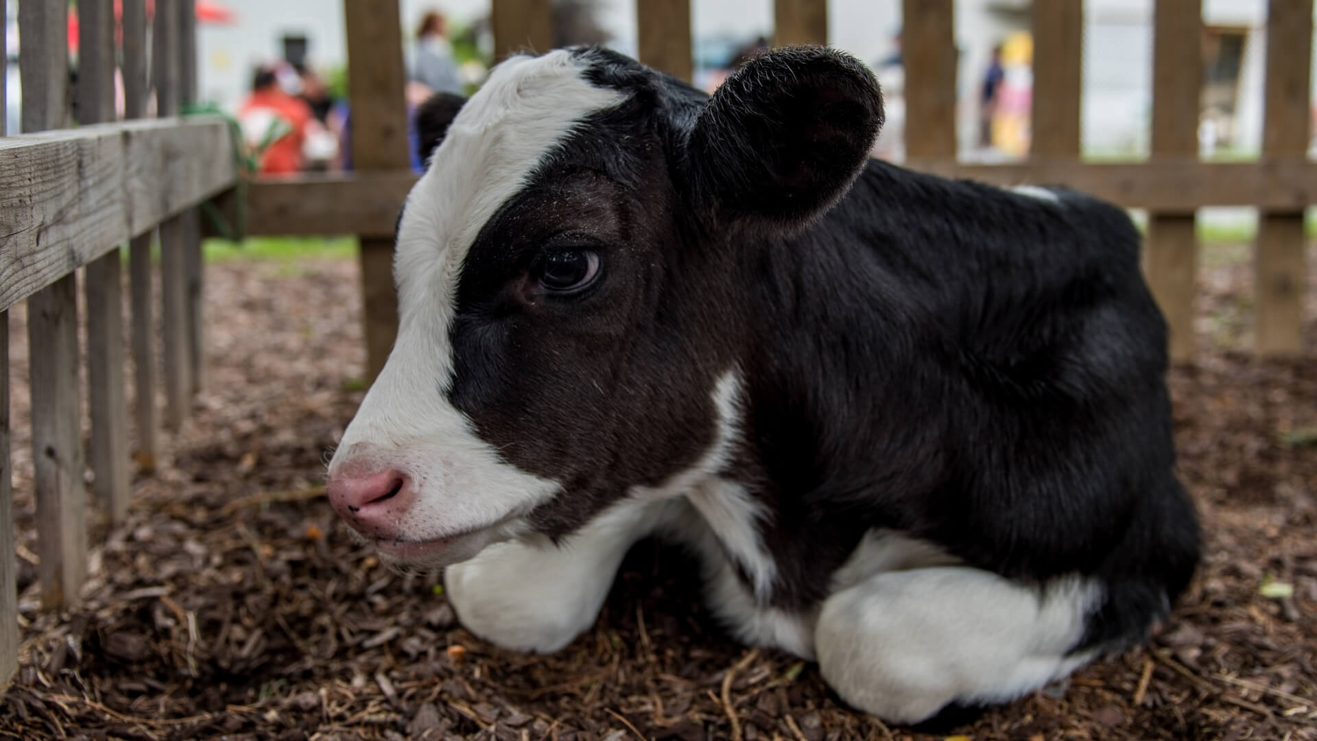 Cow Calf & Backgrounder Herd Medical Record - Sherwood Animal Clinic
